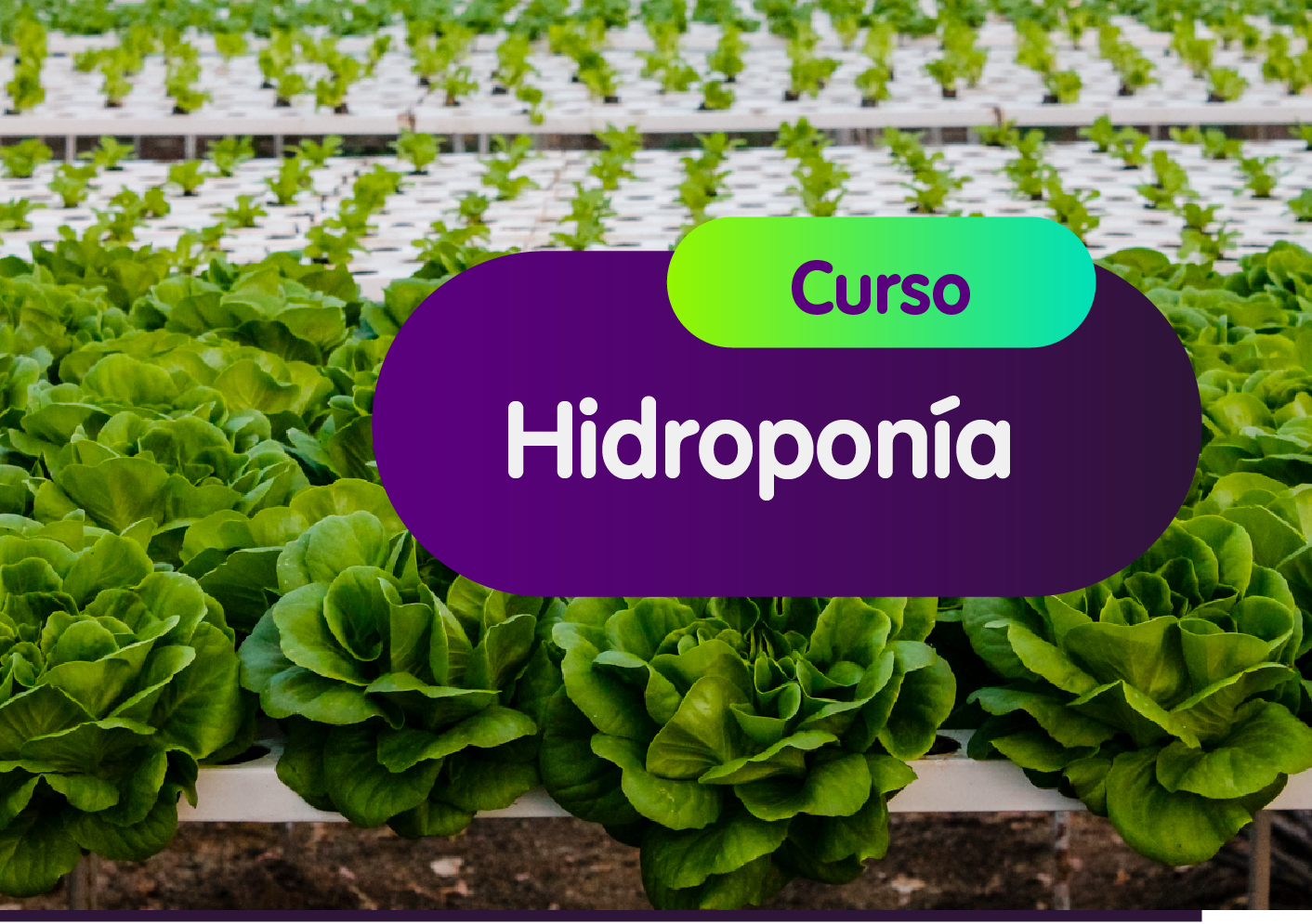 Nueva capacitación sobre Cultivo de hidroponía - Guaymallén